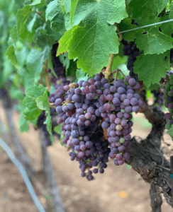 Butala Vineyards | Coombsville AVA Wines | Castello di Amorosa