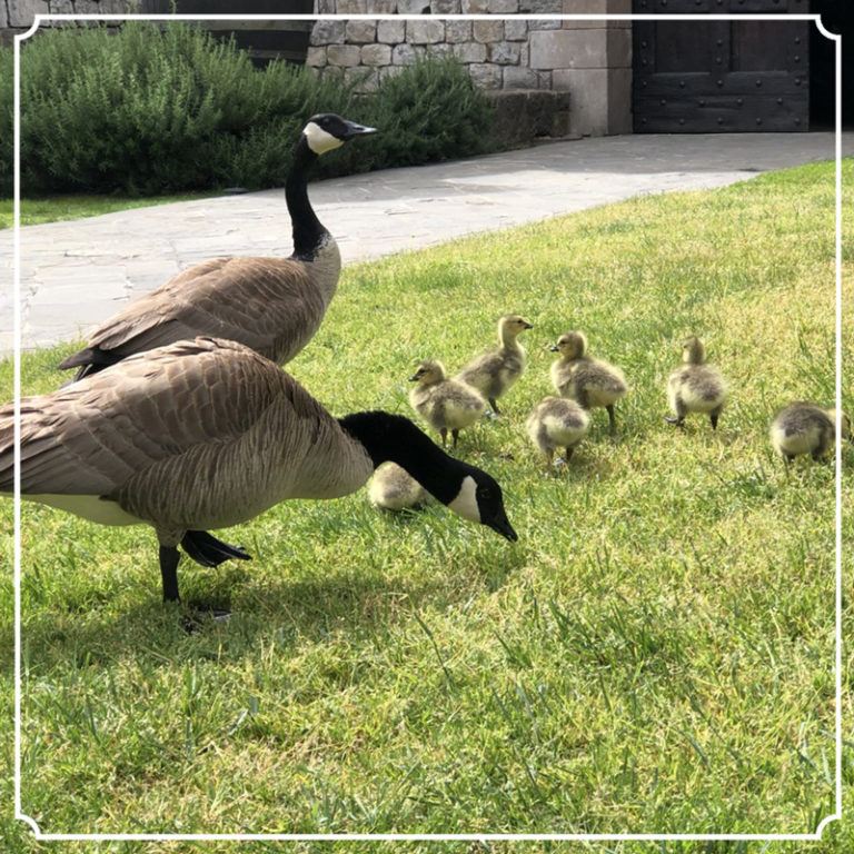 Meet The Animals of Castello di Amorosa | Winery with Animals