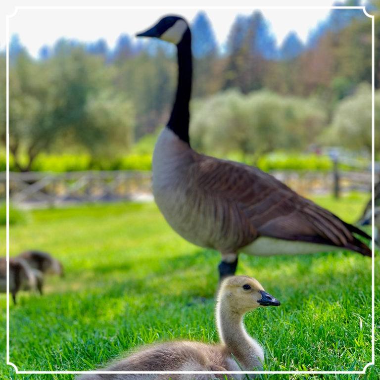 Meet The Animals of Castello di Amorosa | Winery with Animals