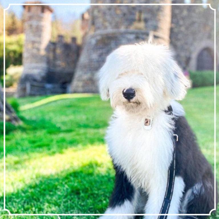 Meet the Dogs of Castello | Dog-Friendly Winery in Napa Valley