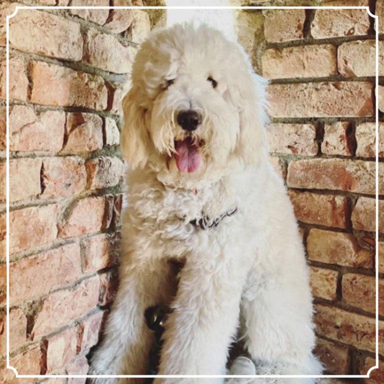 Meet the Dogs of Castello | Dog-Friendly Winery in Napa Valley