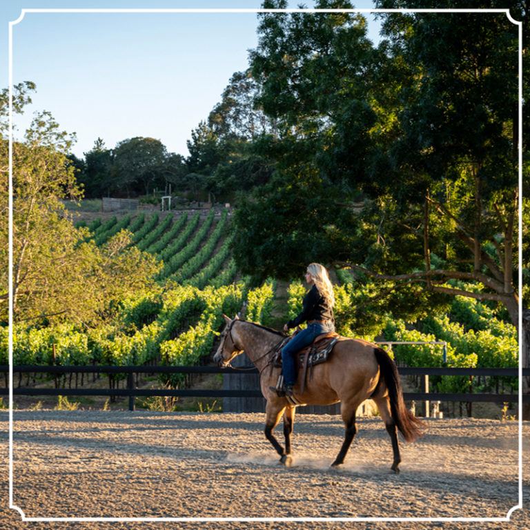 Our Vineyards: Napa Valley AVA and Beyond | Castello di Amorosa