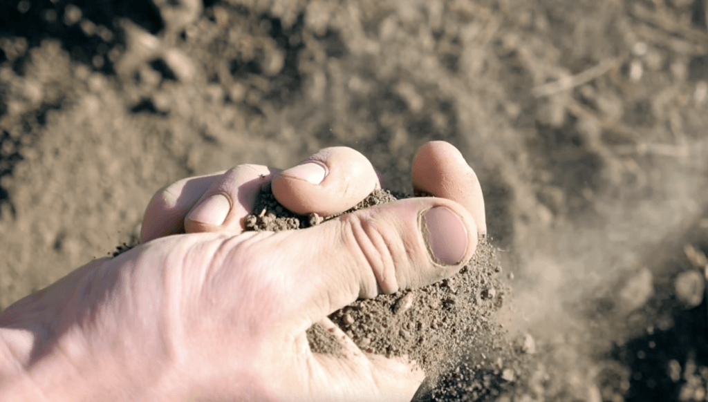 Manley Vineyards: Rutherford AVA Cabernet Sauvignon Wine