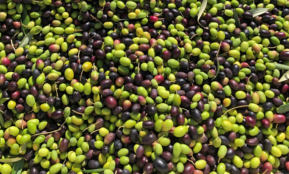 Castello Estate Authentic Italian Olive Oil: Napa Valley