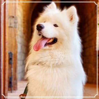Meet the Dogs of Castello | Dog-Friendly Winery in Napa Valley