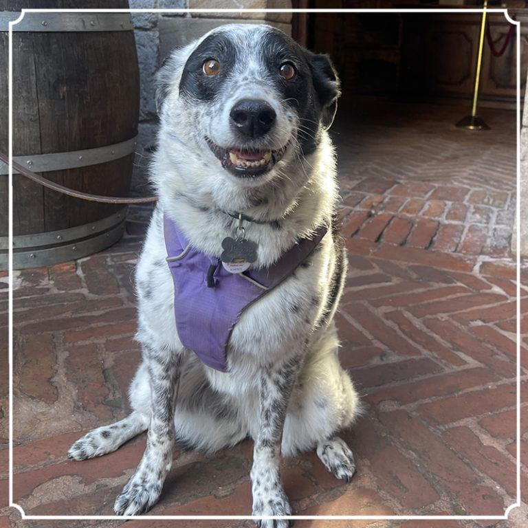 Meet the Dogs of Castello | Dog-Friendly Winery in Napa Valley