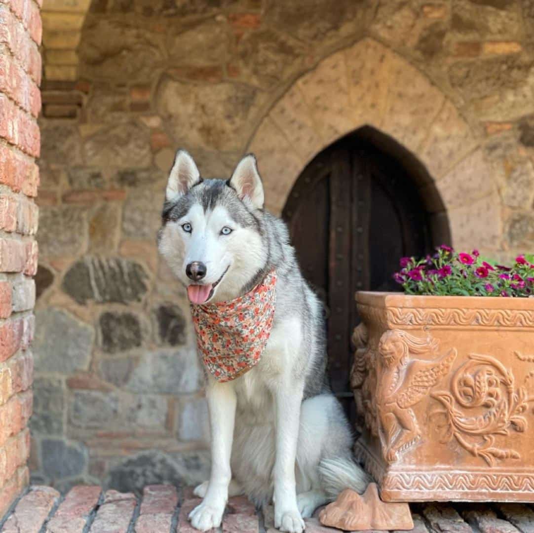 Meet the Dogs of Castello | Dog-Friendly Winery in Napa Valley
