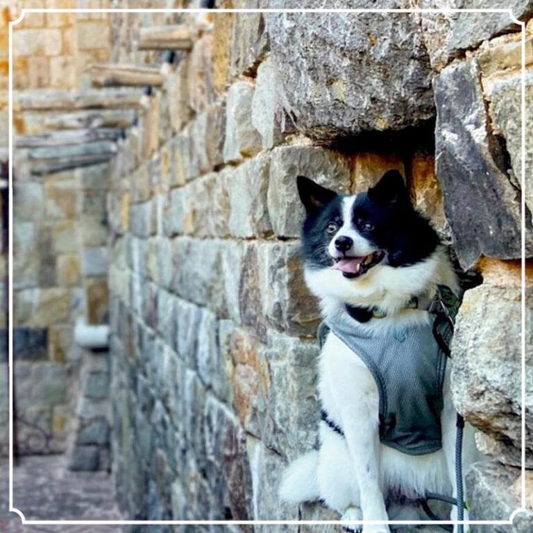 Meet the Dogs of Castello | Dog-Friendly Winery in Napa Valley